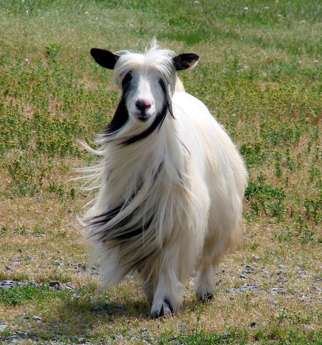 MCH Sol-Orr’s Beronica